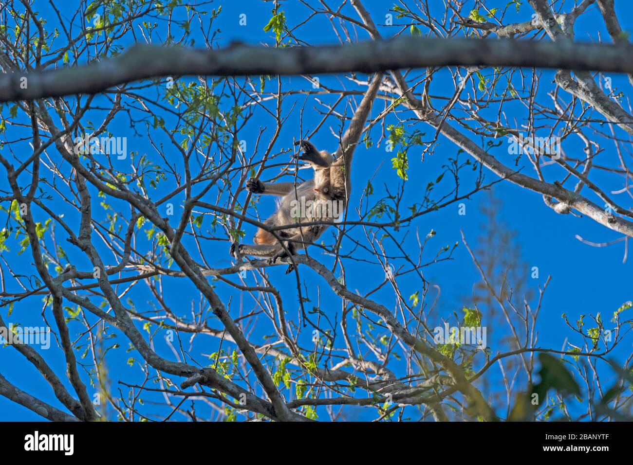 Howler Monkey Brachiating Through the Trees in Pantanal National Park ...