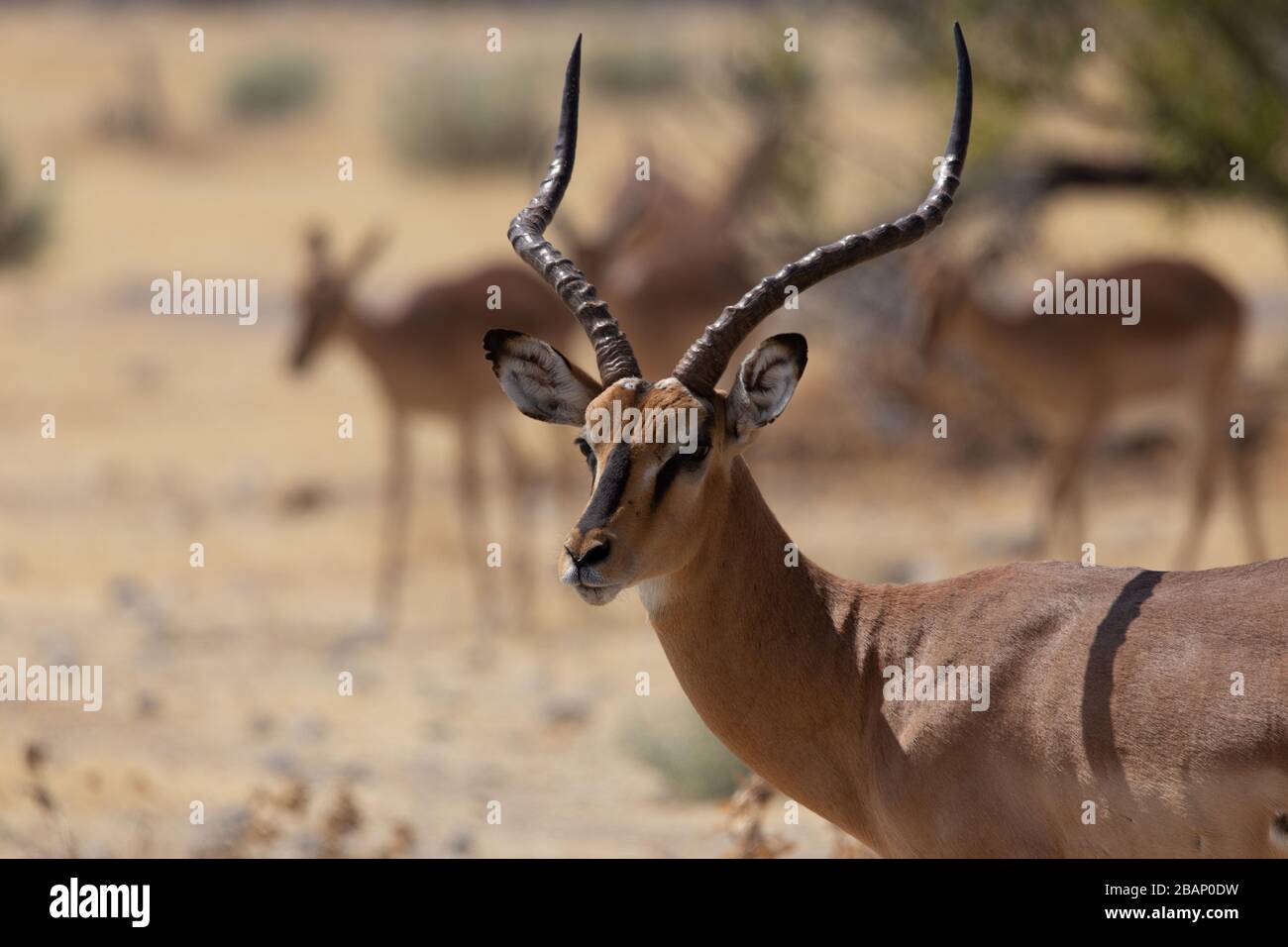 Portrait of Springbok in Namibia Stock Photo - Alamy