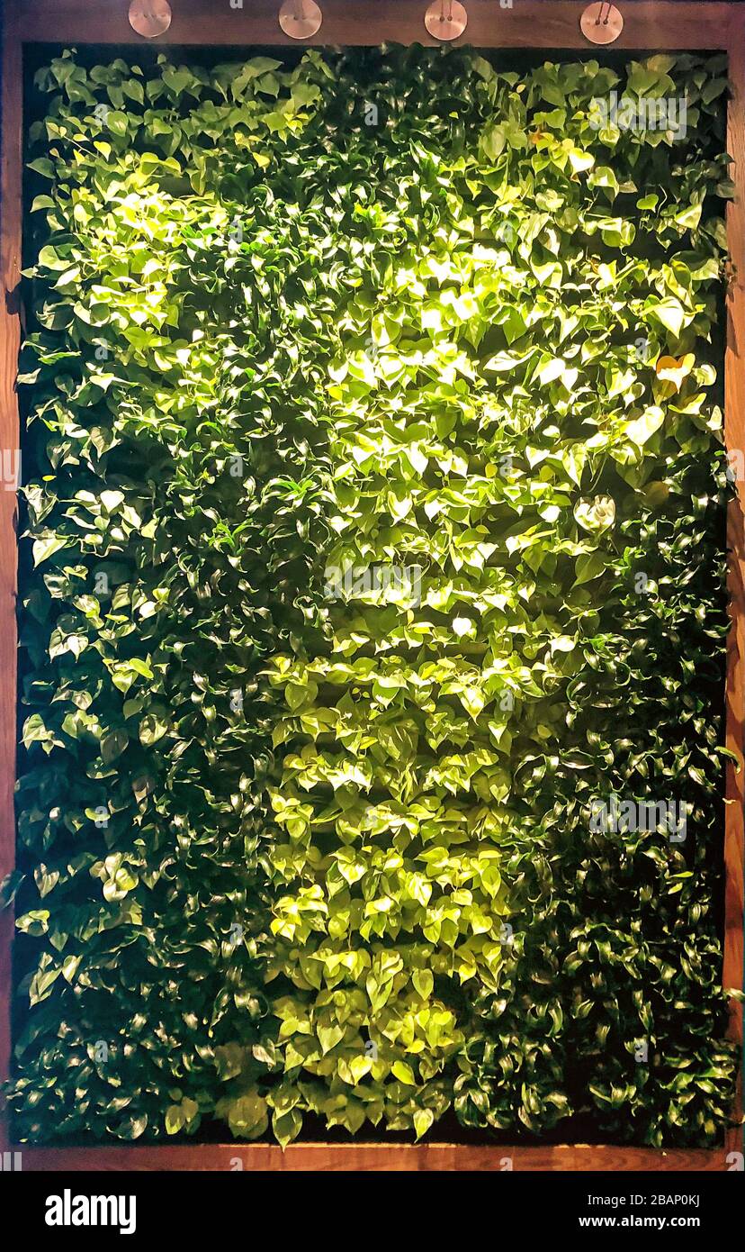 Large wooden, shelved, hanging box containing rows of living plants ...