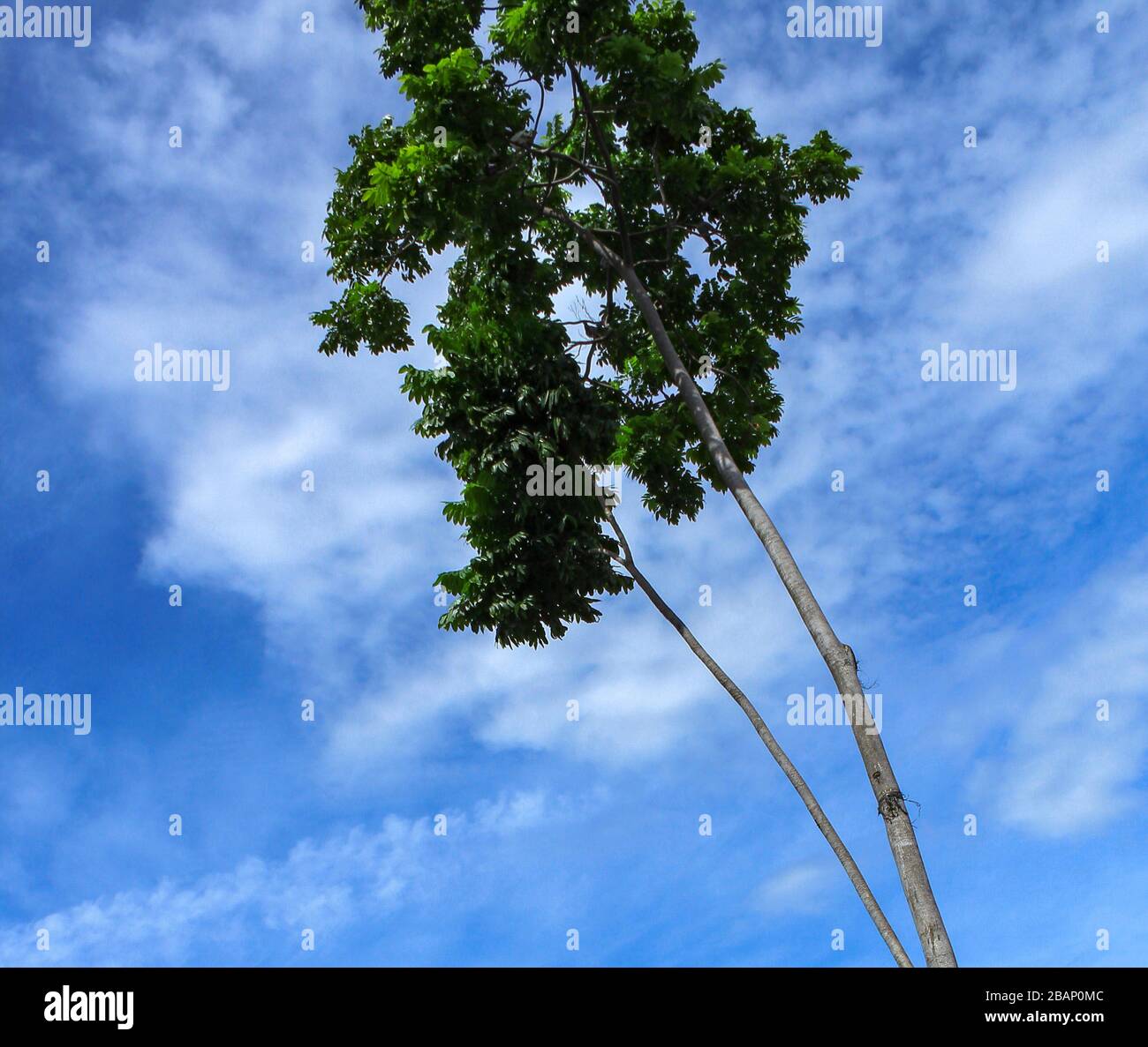 One tall tree hi-res stock photography and images - Alamy