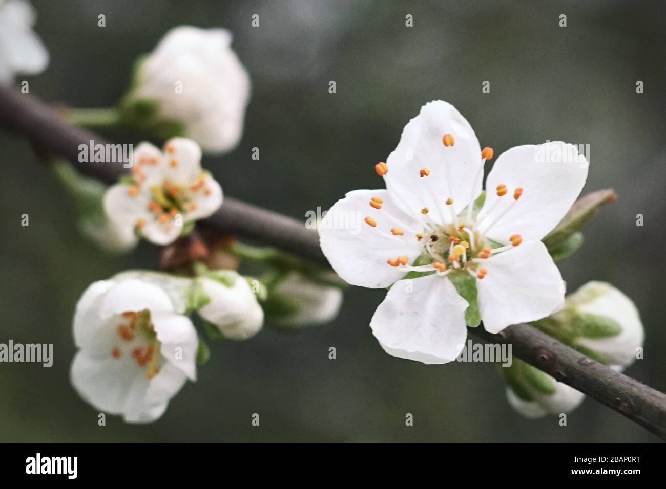 Red prince apple hi-res stock photography and images - Alamy