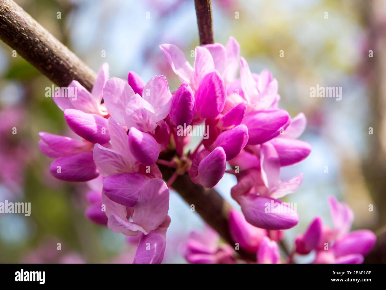 Redbud tree hi-res stock photography and images - Alamy