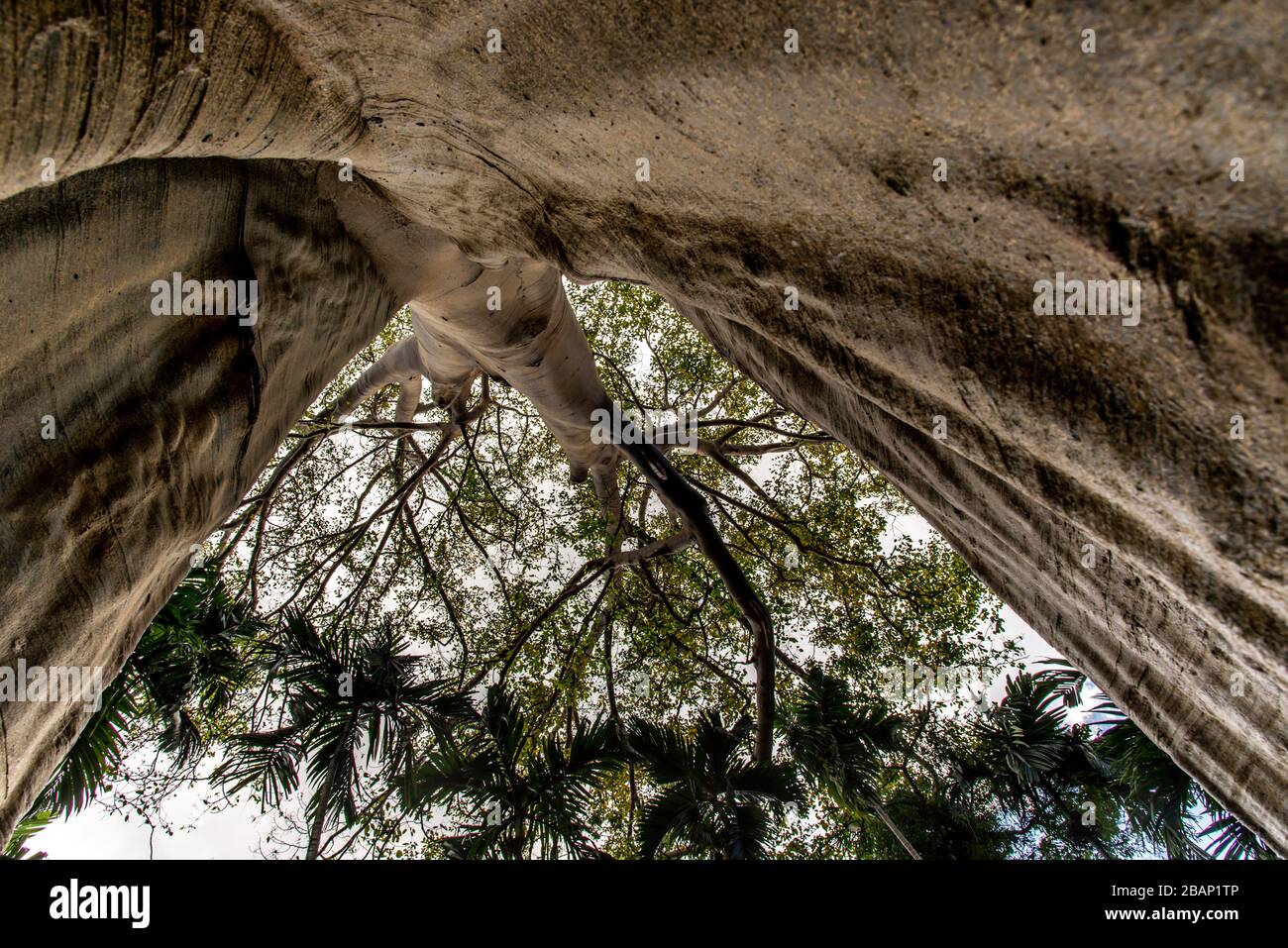 The image of The largest and highest giant tree in Ban Sanam of Uthai ...