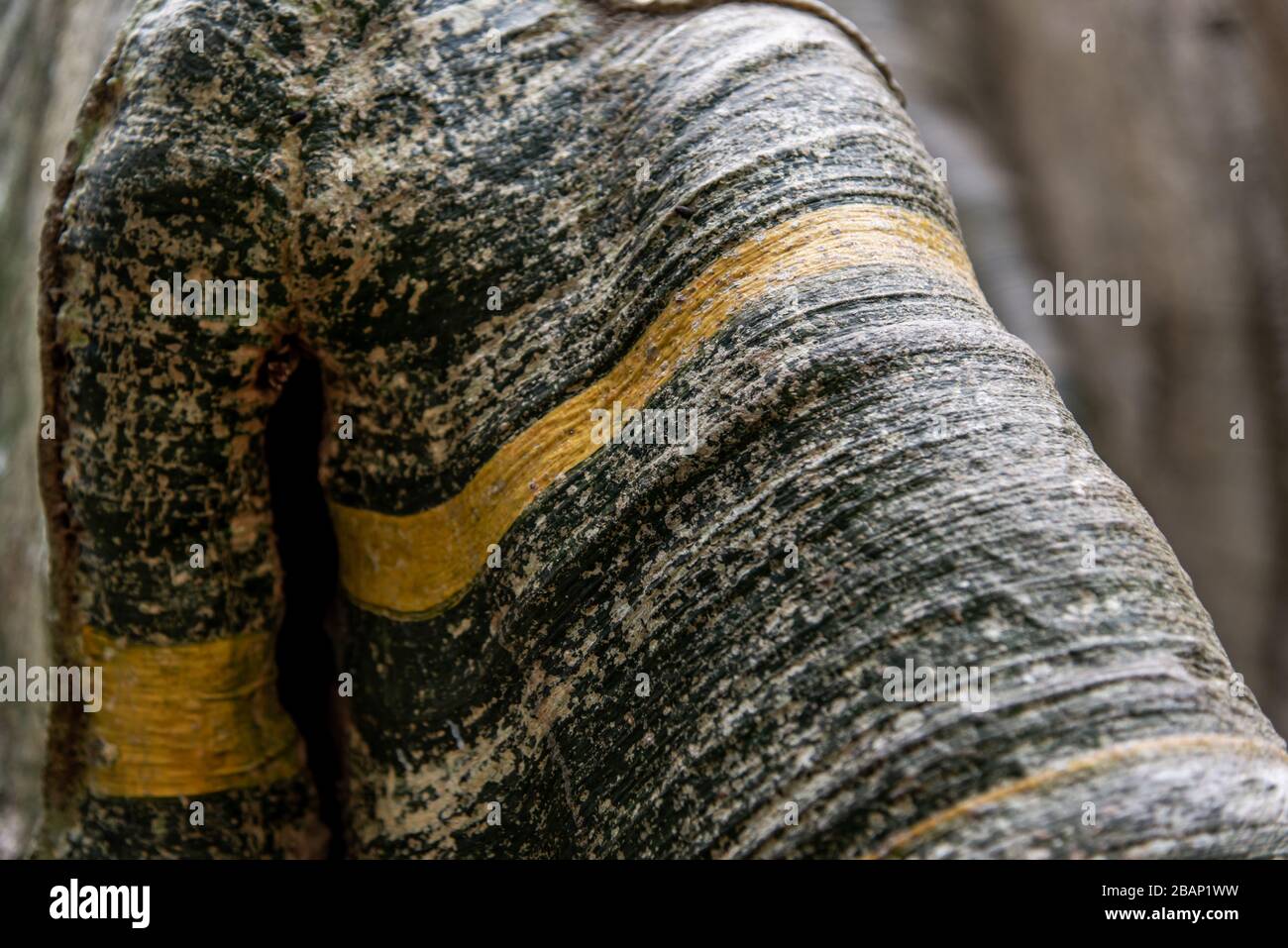 Details of The image of The largest and highest giant tree in Ban Sanam ...