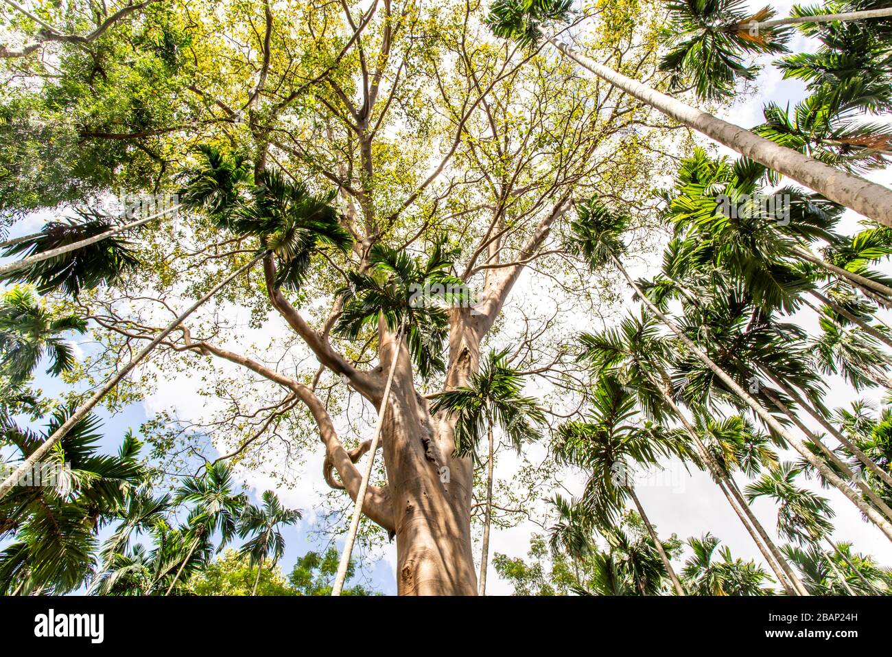 The image of The largest and highest giant tree in Ban Sanam of Uthai ...