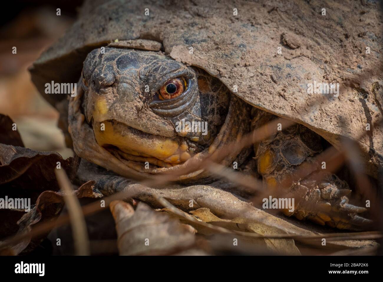 Close up of an Eastern Box Turtle in the woods at Crowder Park in Apex ...