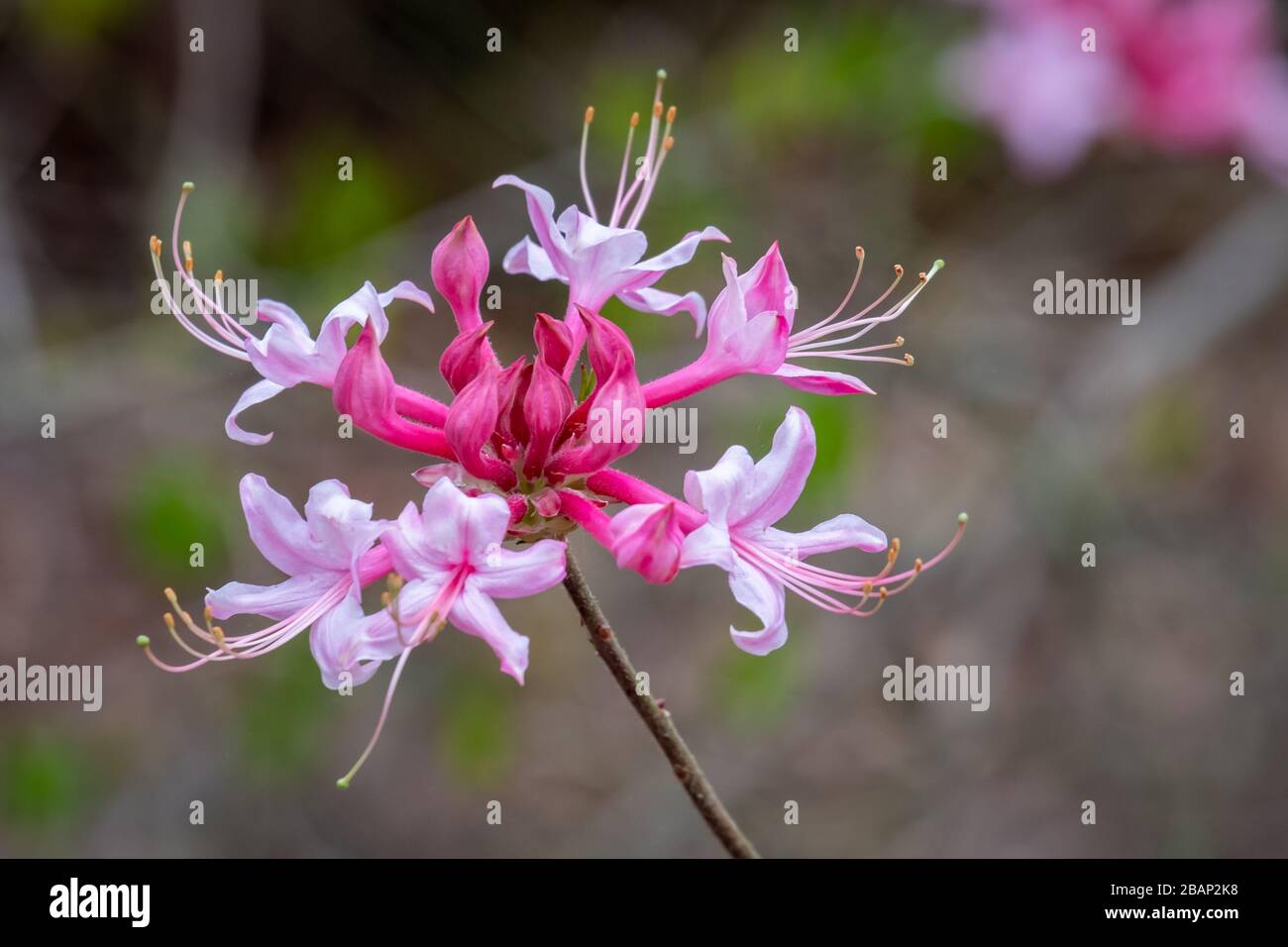Native azalea hi-res stock photography and images - Alamy