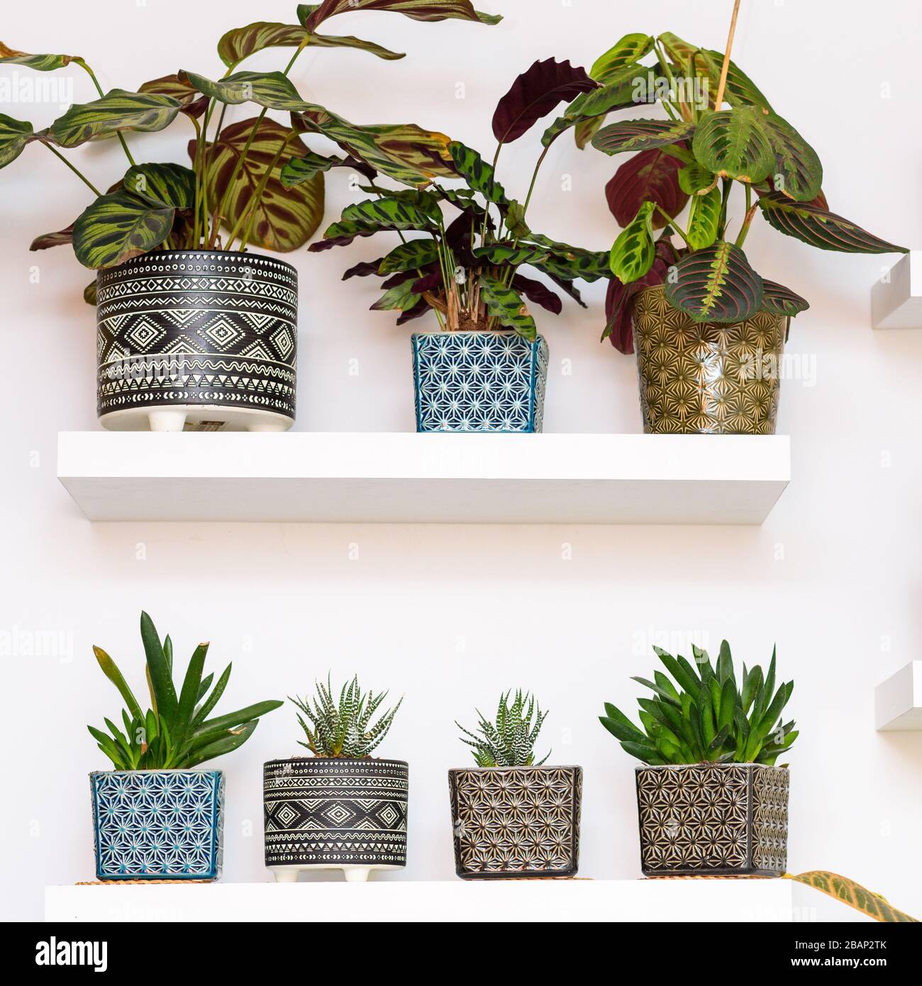 Garden room. Succulent Plants In Geometric Ornamented Art Deco Style ...