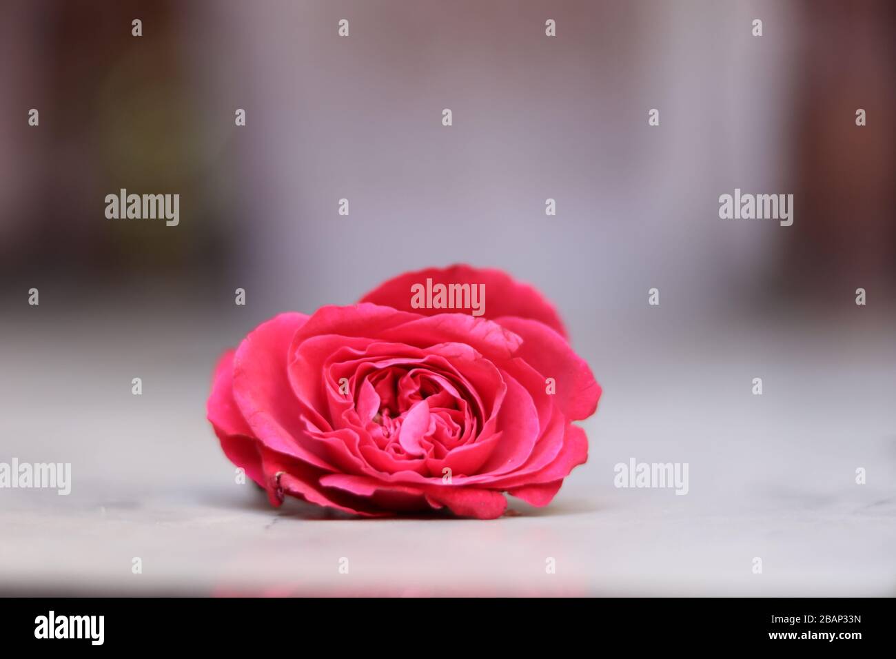 Pink rose in nature on white background Stock Photo - Alamy