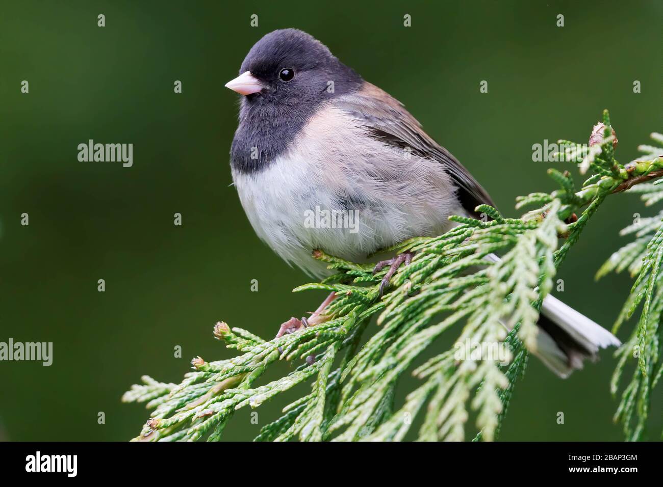 Male dark-eyed Junco (Junco hyemalis) perched on Western redcedar ...