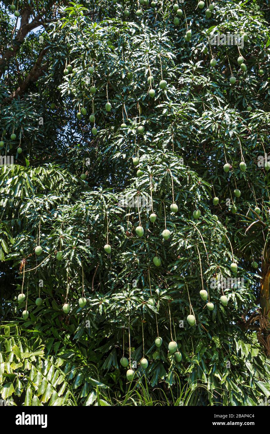 Fairchild tropical botanic garden in hi-res stock photography and ...