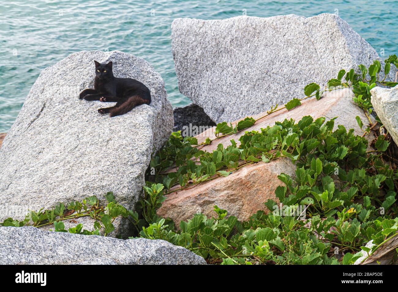 Miami Beach Florida,South Pointe Park,Point,Government Cut,Biscayne Bay water,black feral cat ...