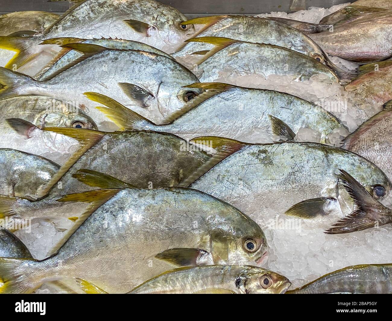 Frozen fish and mass hi-res stock photography and images - Alamy