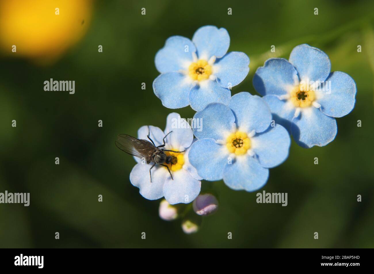 Aquatic forget me not hi-res stock photography and images - Alamy