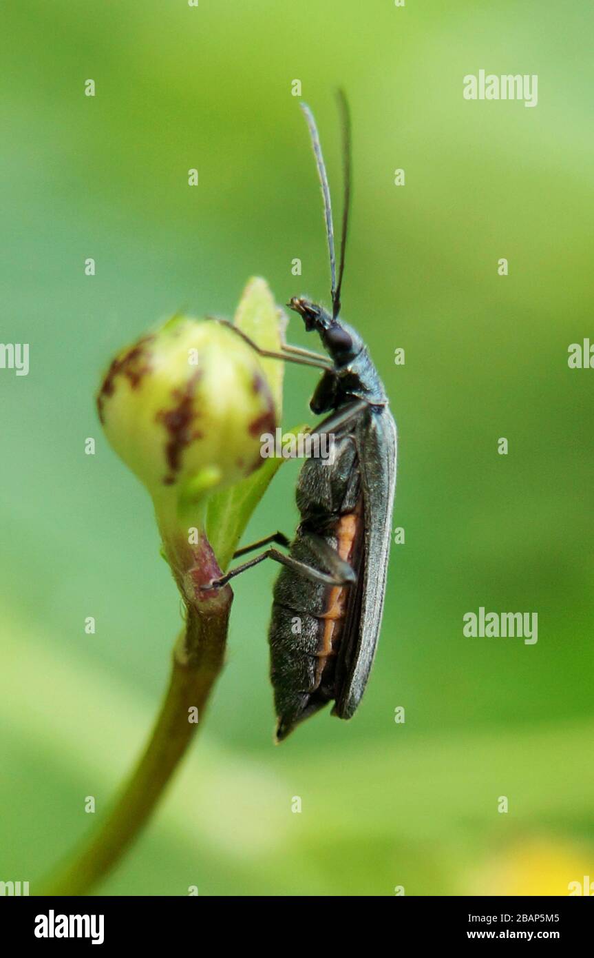 Longhorn beetle Insect Stock Photo - Alamy