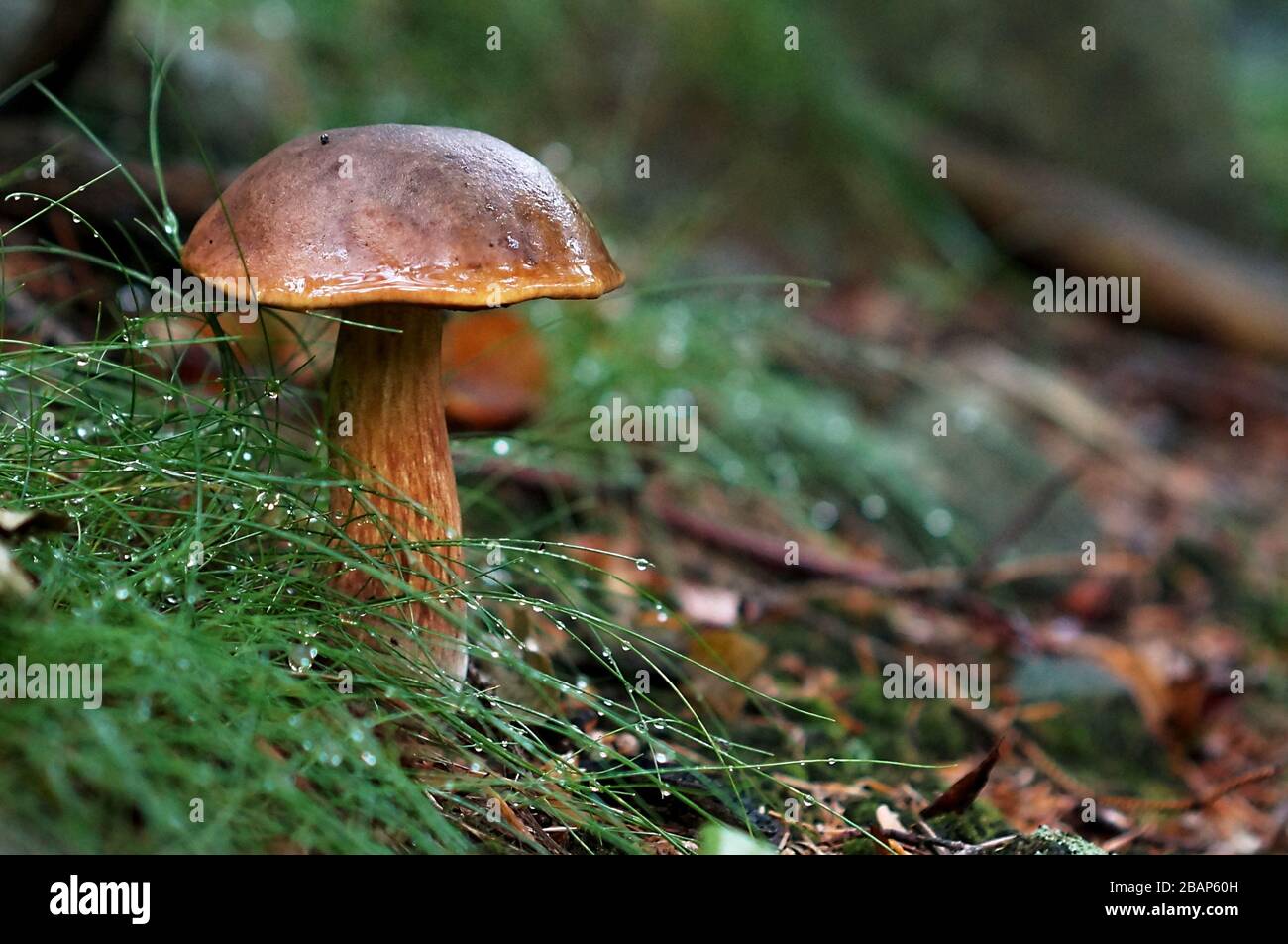 Mushroom compote hi-res stock photography and images - Alamy