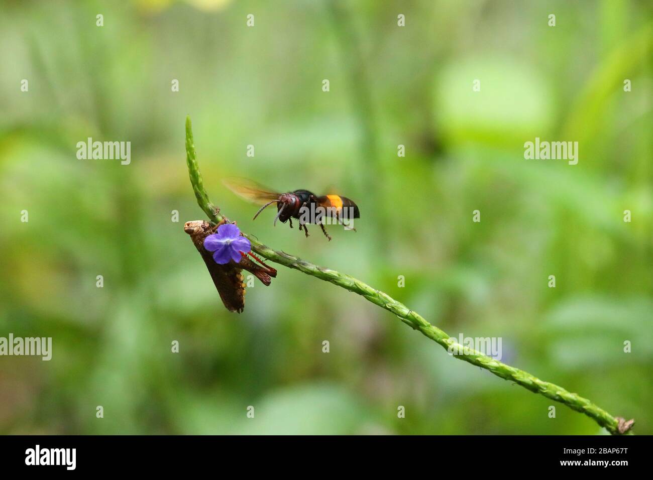 Spiders of kerala hi-res stock photography and images - Alamy