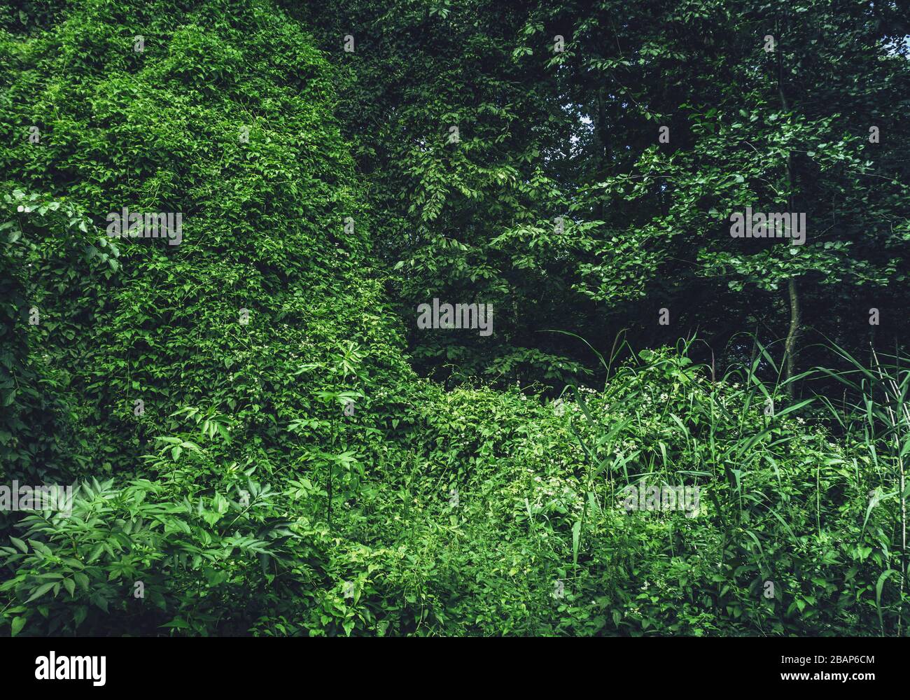 Flying above lush pine forest hi-res stock photography and images - Alamy