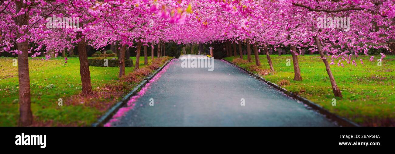 Beautiful spring romantic tunnel of pink flower trees Stock Photo - Alamy