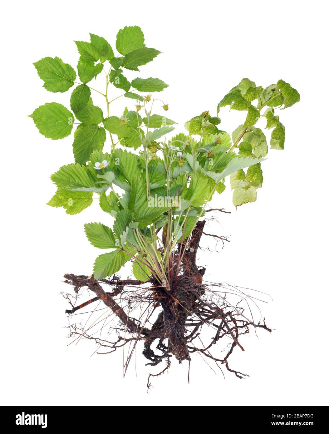 Strawberry plant roots hi-res stock photography and images - Alamy