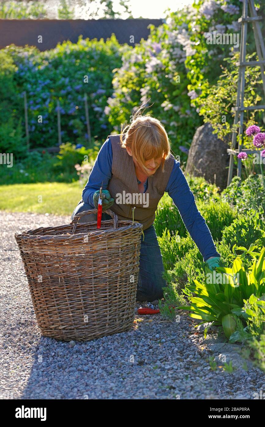 Woman picking weed into a basket Stock Photo - Alamy
