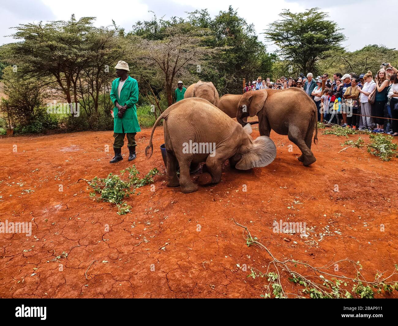 orphan elephant calves during feeding time Stock Photo - Alamy