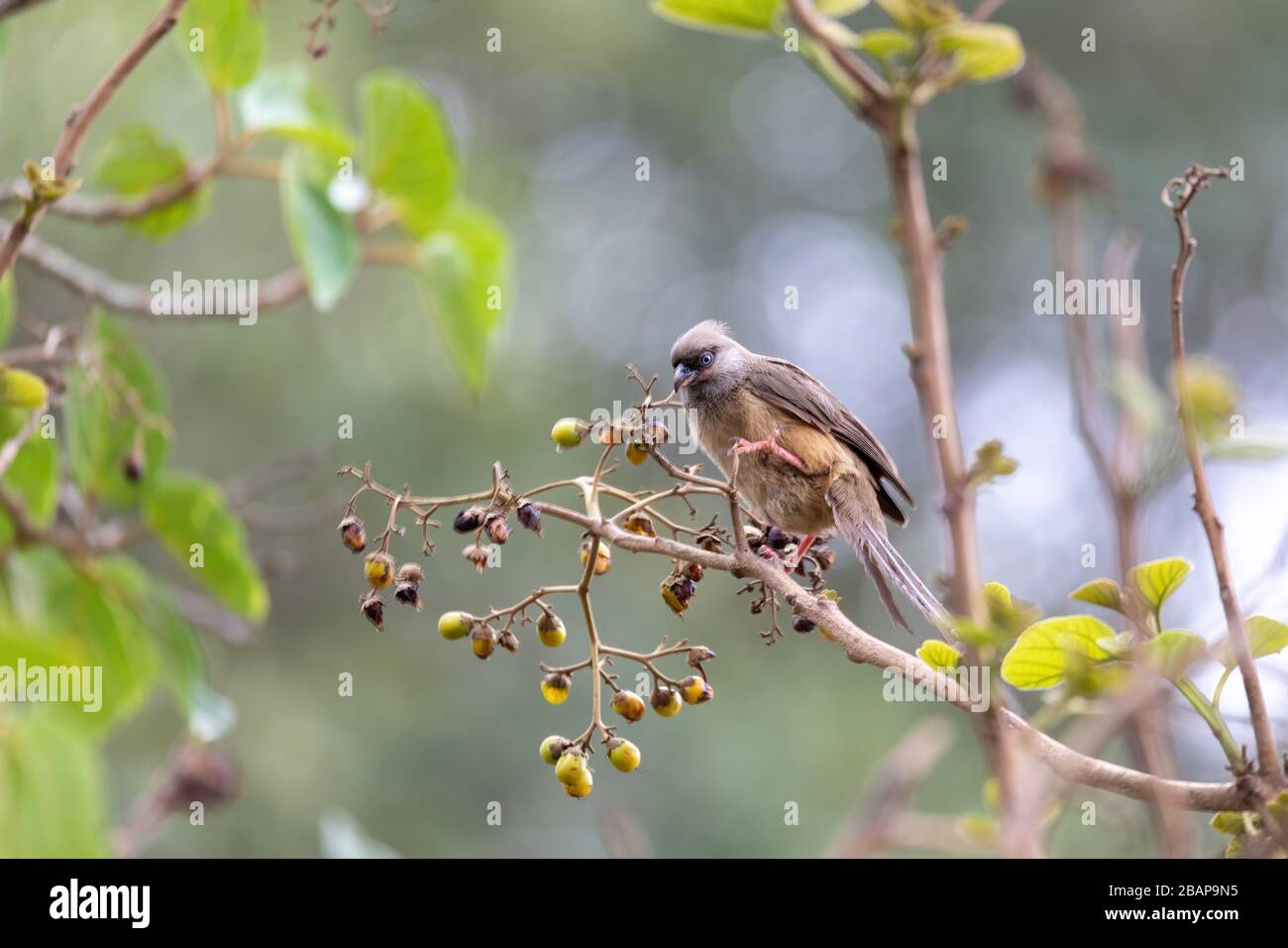 beautiful small bird Speckled mousebird, (Colius striatus) feeding on ...