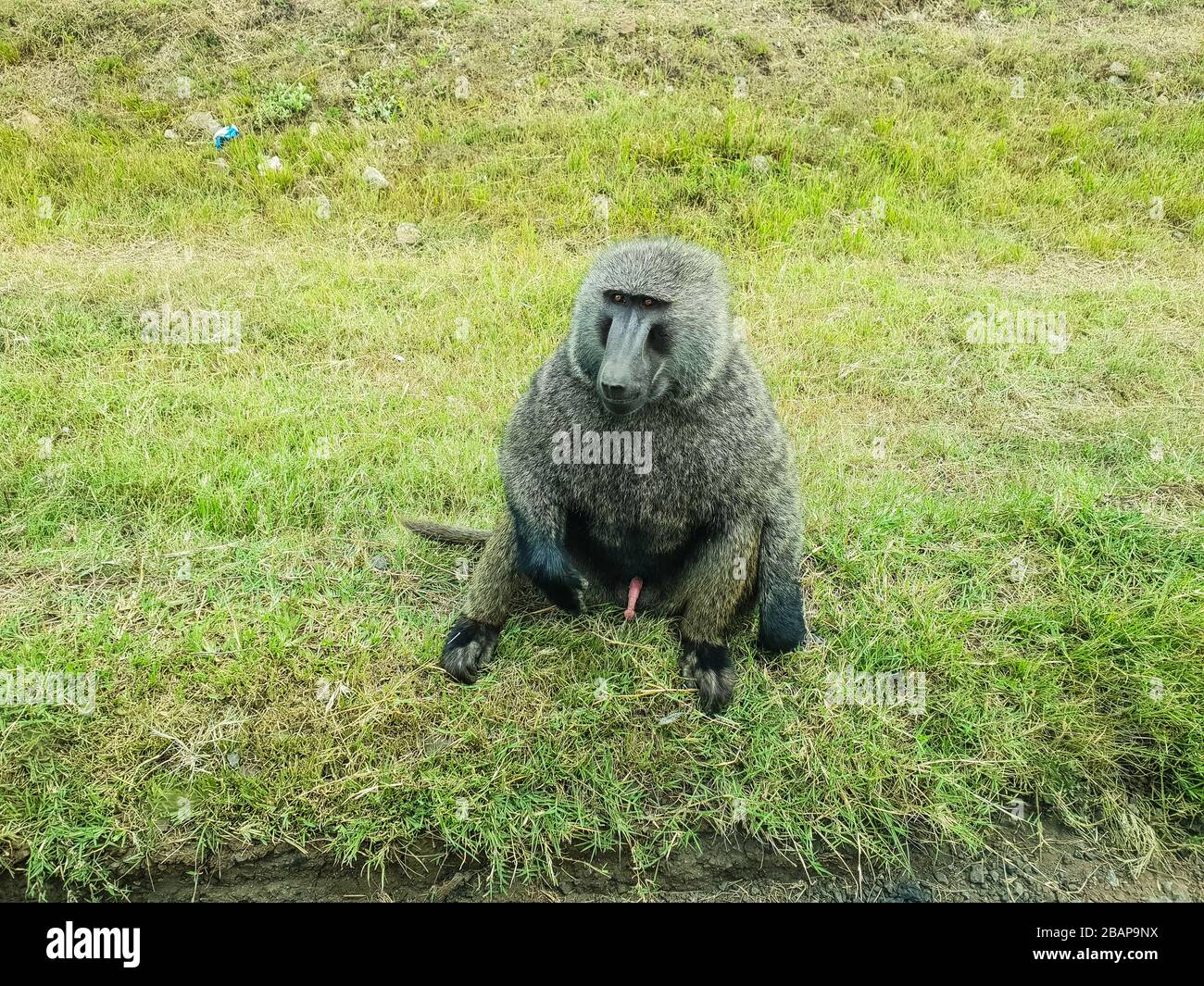 Anubispavian or green baboon hi-res stock photography and images - Alamy