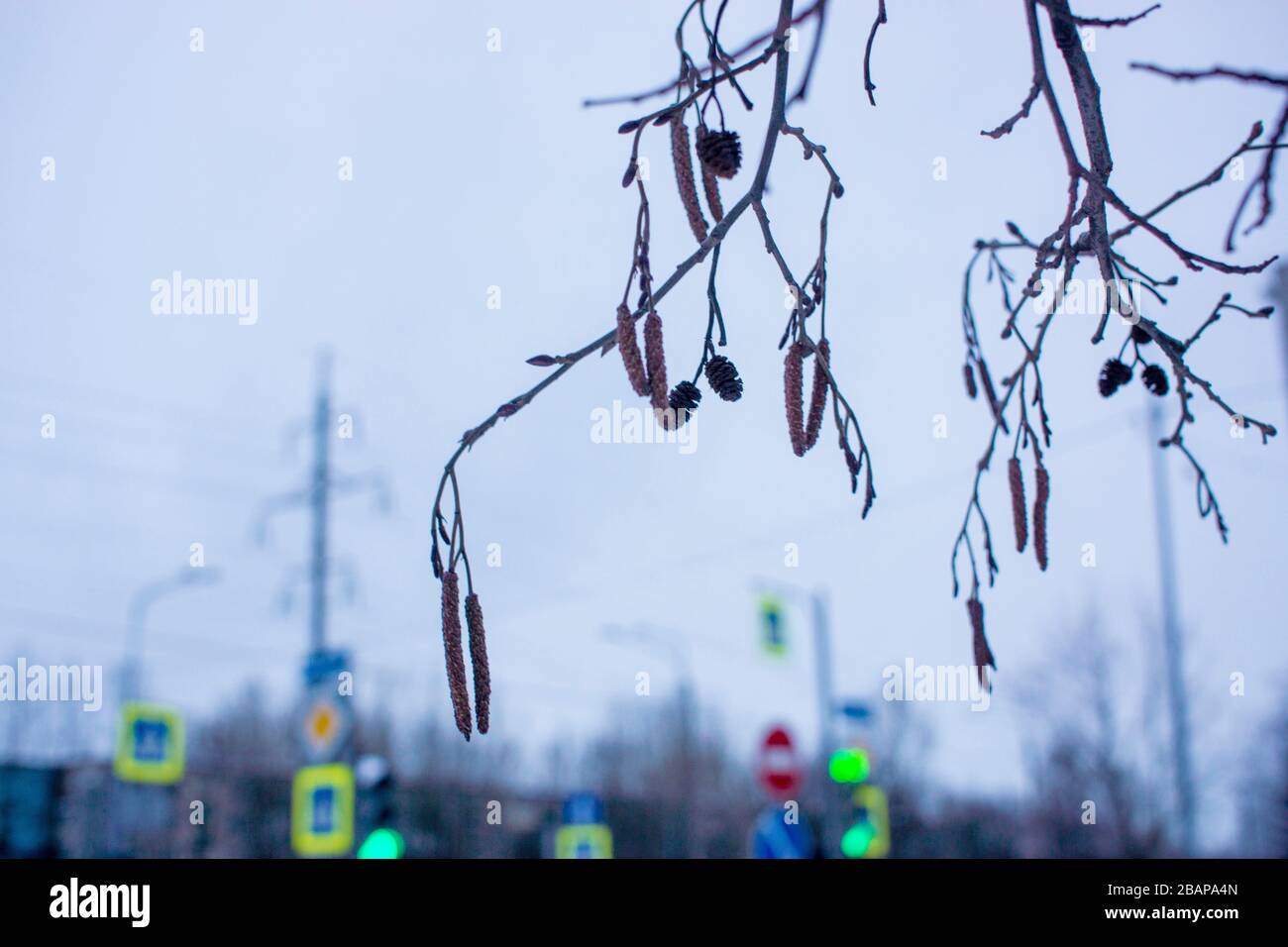 Spring in forest with alder tree buds and branches on bright blue sky ...