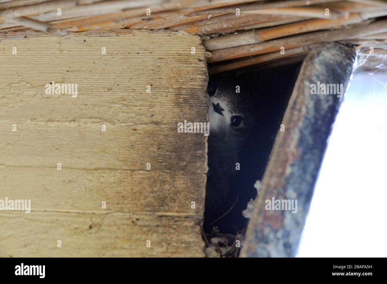 Apus apus chick hi-res stock photography and images - Alamy