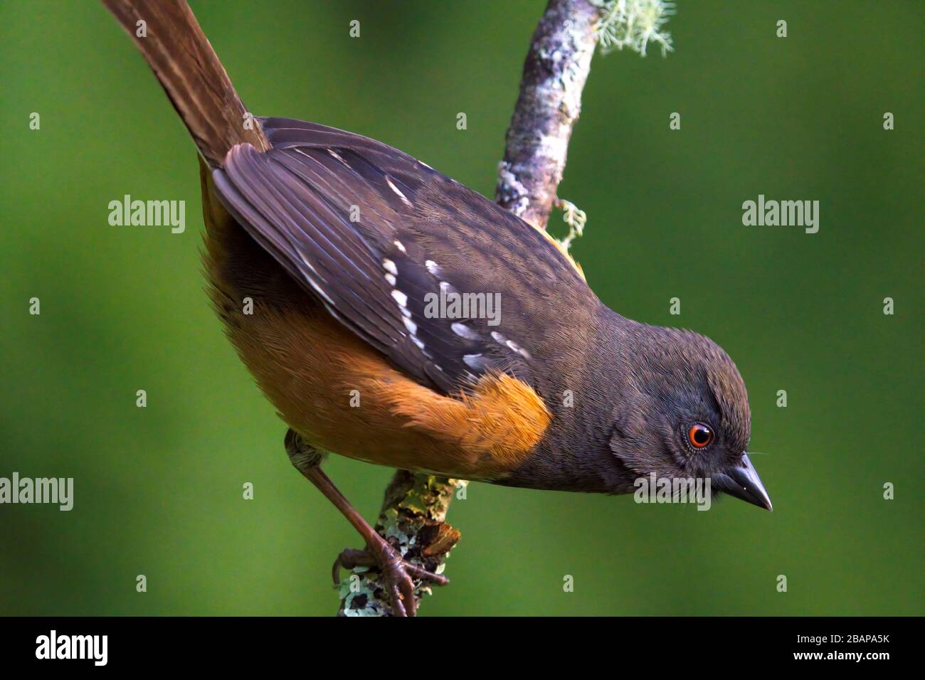 Rufous sided towhee hi-res stock photography and images - Alamy