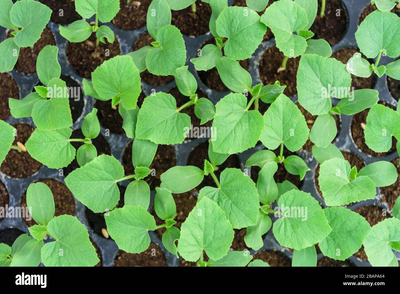 top view of Sapling on Nursery tray Stock Photo - Alamy