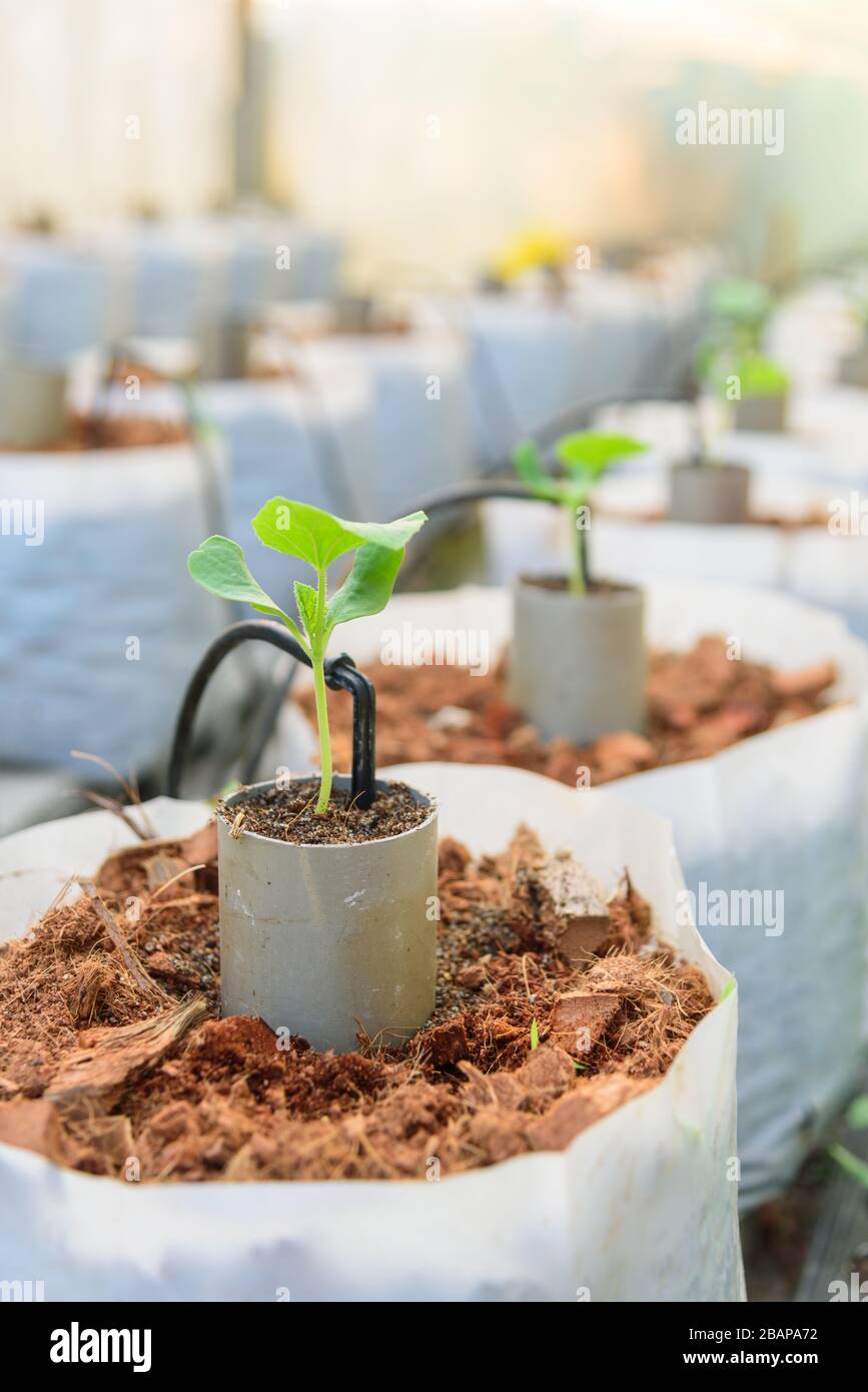 Growbag gardening hi-res stock photography and images - Alamy