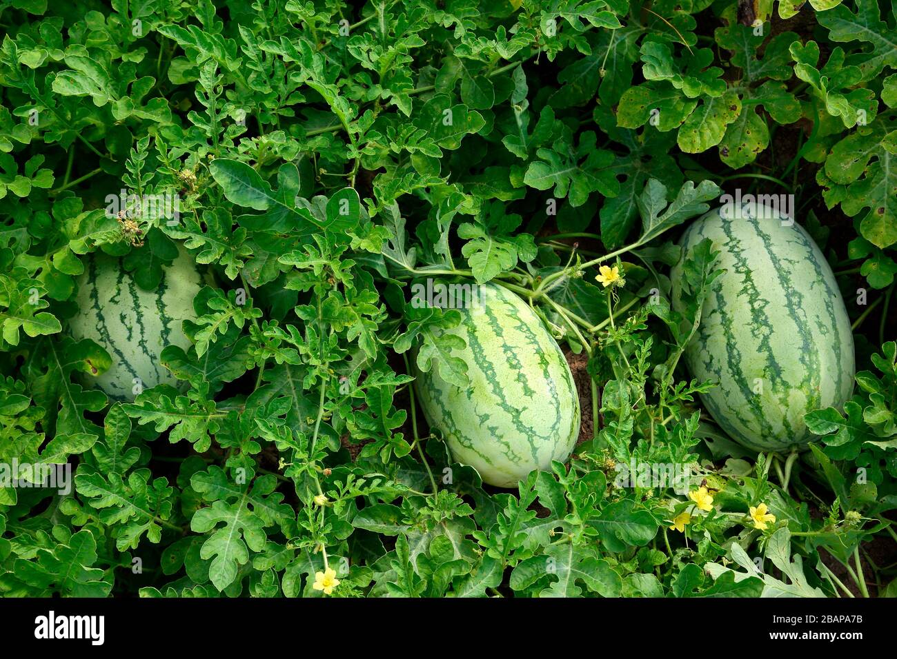 Watermelon Growing Drawing