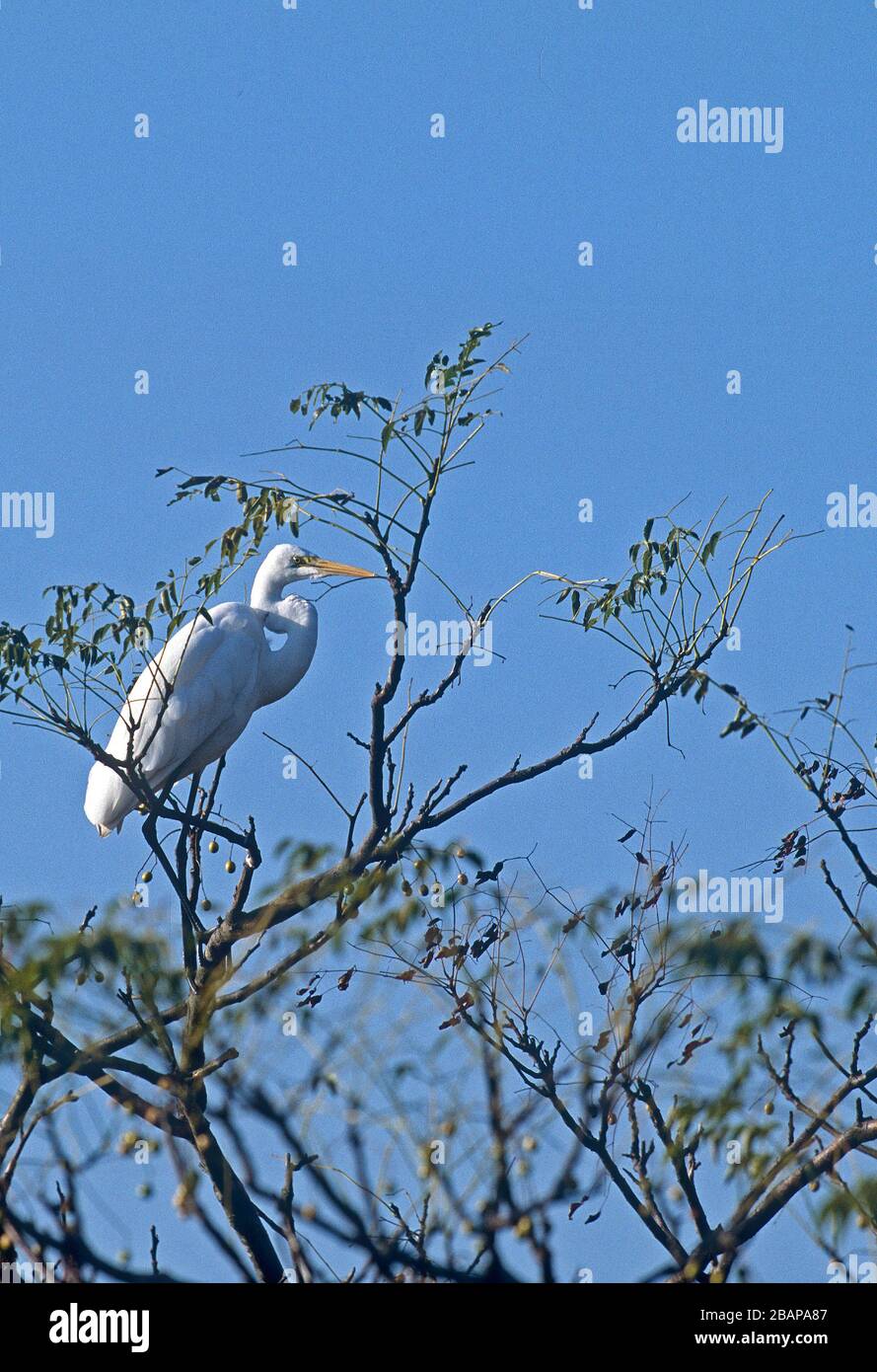 Intermediate egret, egretta intermedia, Meiji Shrine, Tokyo, Japan ...
