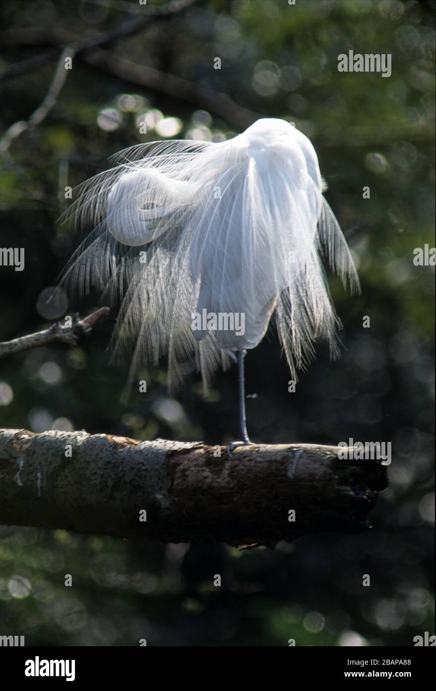 Intermediate egret, egretta intermedia, Meiji Shrine, Tokyo, Japan ...