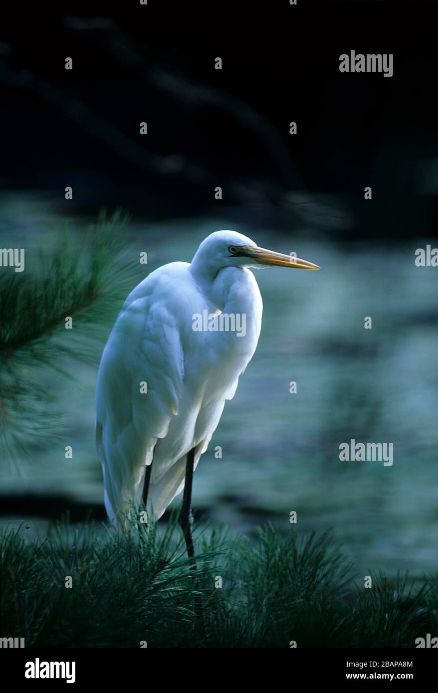 Intermediate egret, egretta intermedia, Meiji Shrine, Tokyo, Japan ...