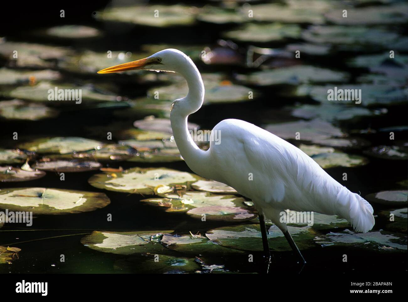 Intermediate egret, egretta intermedia, Meiji Shrine, Tokyo, Japan ...