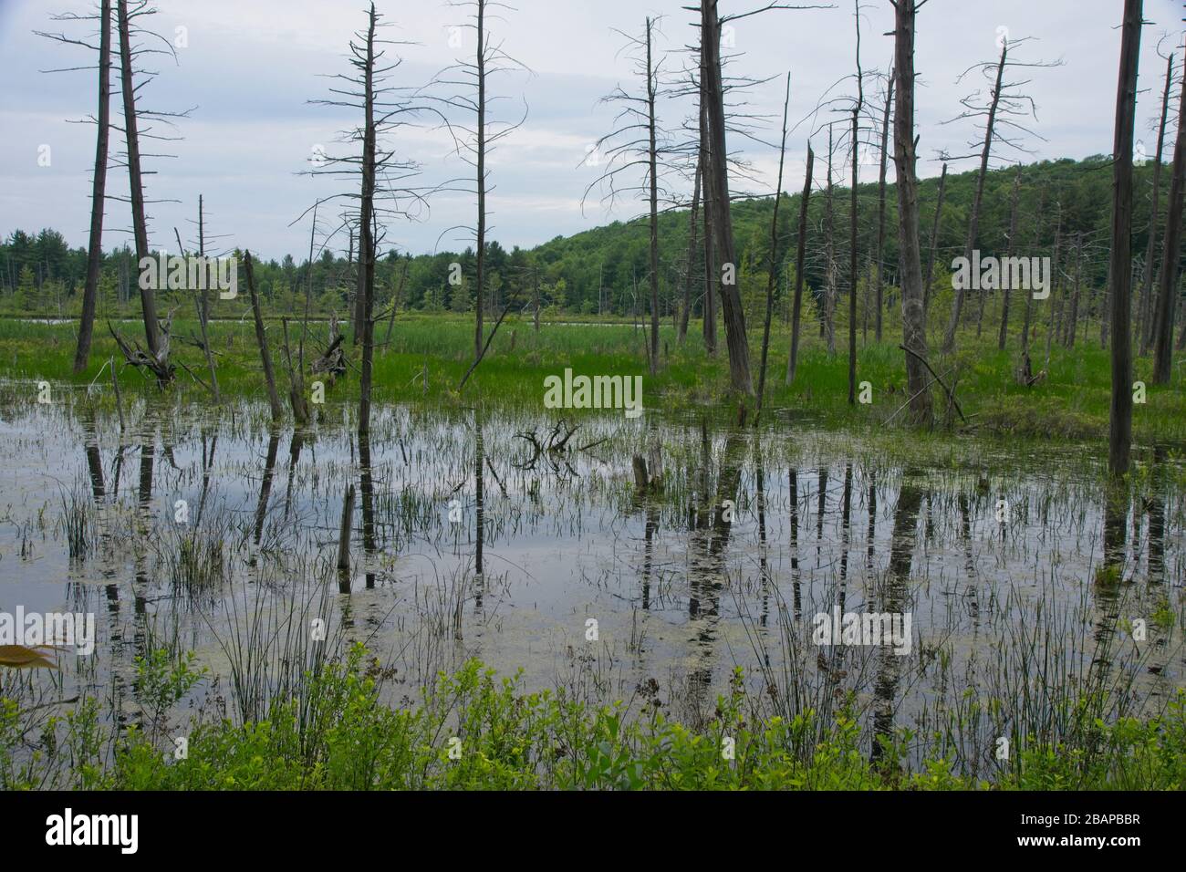 Beaver pond in the Catskill Mountains NY Stock Photo - Alamy