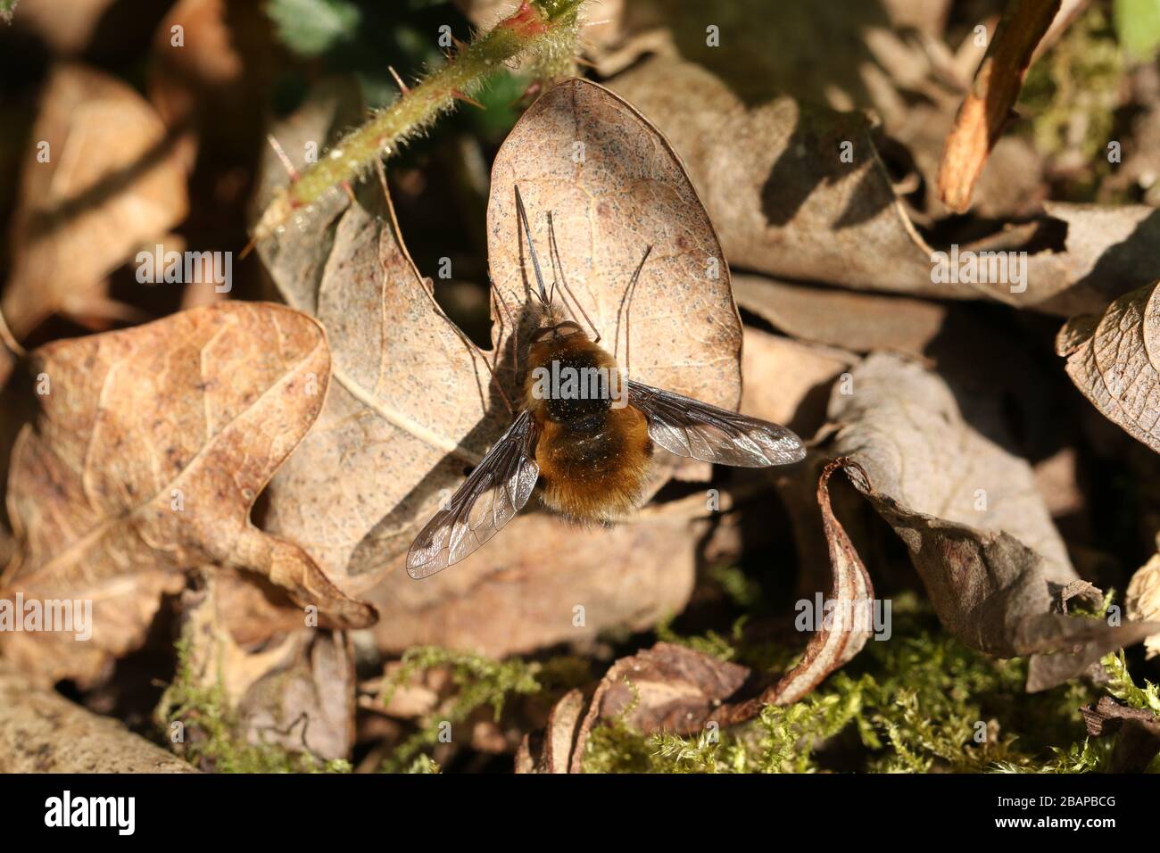 A Dark-edged Bee-fly, Bombylius major, perching on leaf litter on the ...