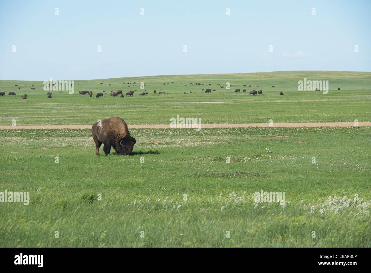 Buffalo grazing in Badlands National Park in South Dakota Stock Photo ...