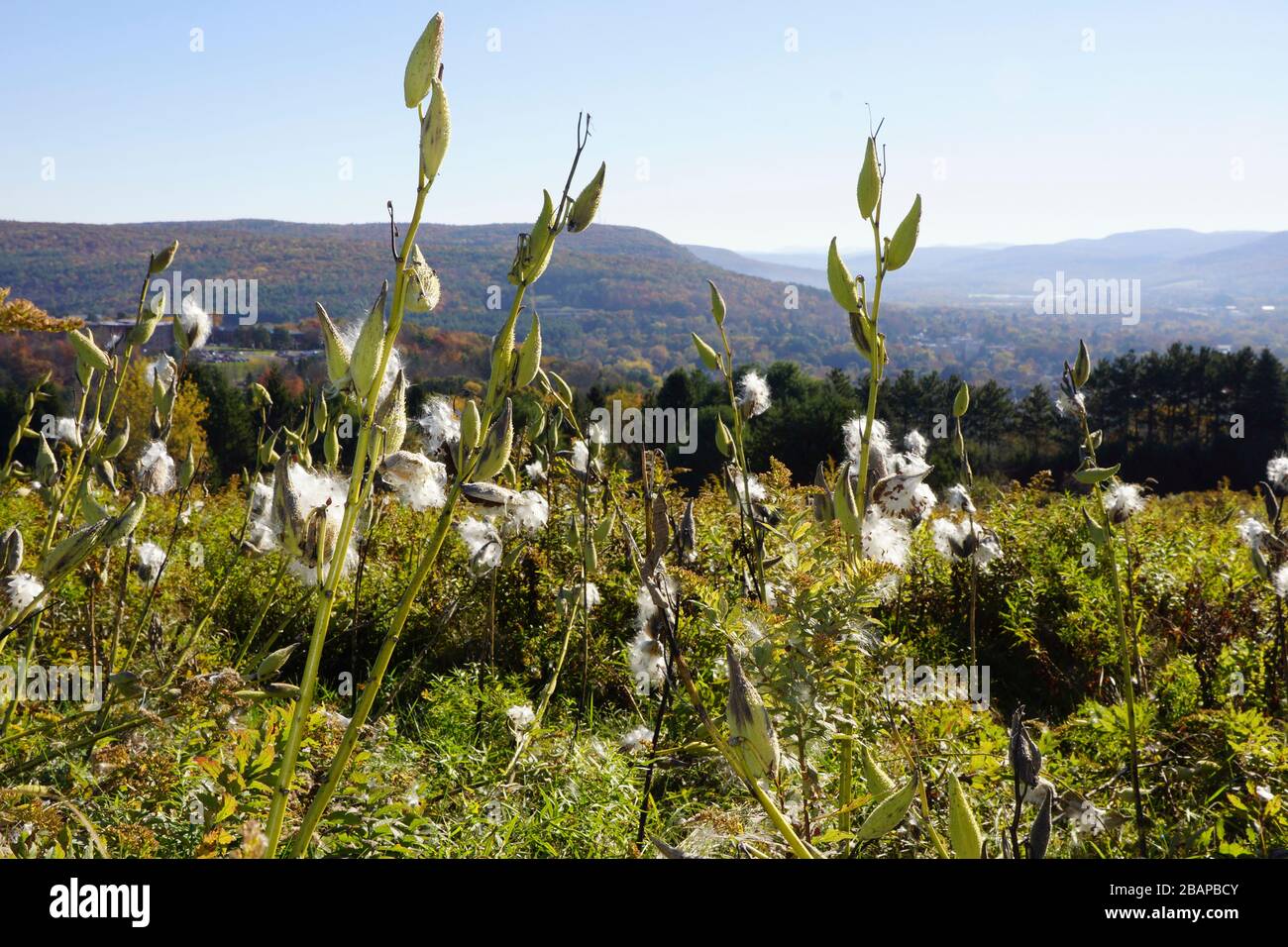 Milk weed pods hi-res stock photography and images - Alamy