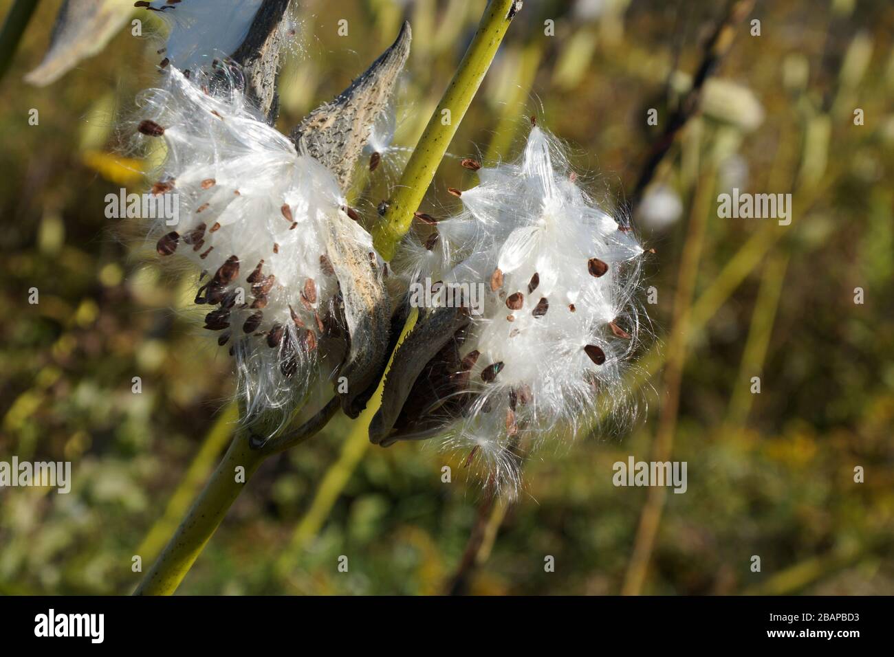 Milk weed pods hi-res stock photography and images - Alamy