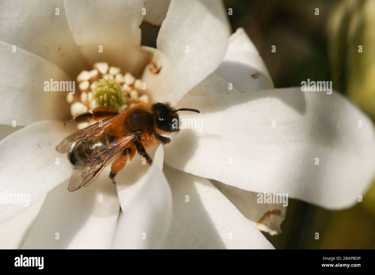 A bee pollinating a beautiful Star Magnolia, Magnolia stellata, flower ...