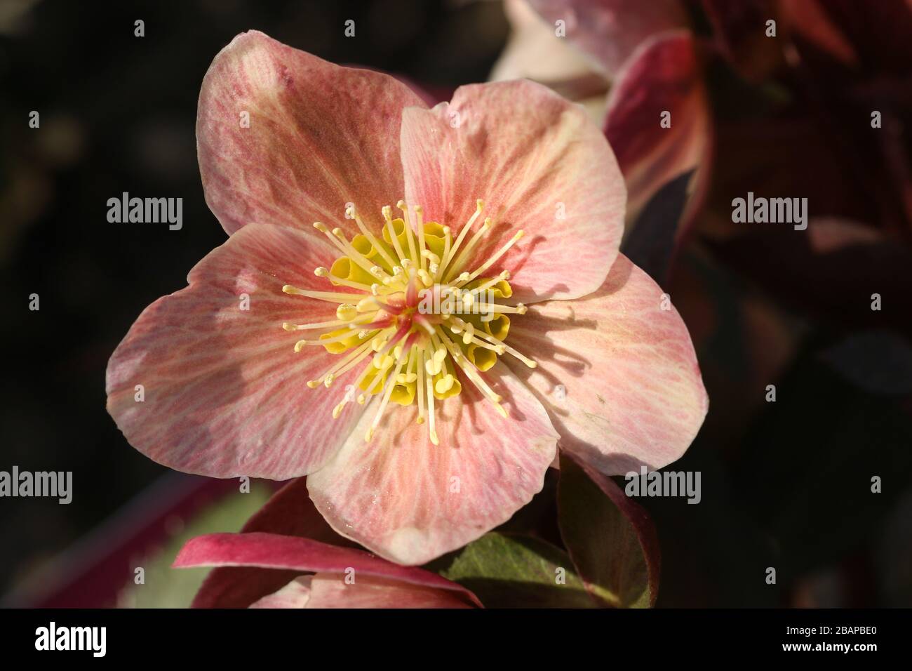 Beautiful pink helleborus christmas hi-res stock photography and images ...