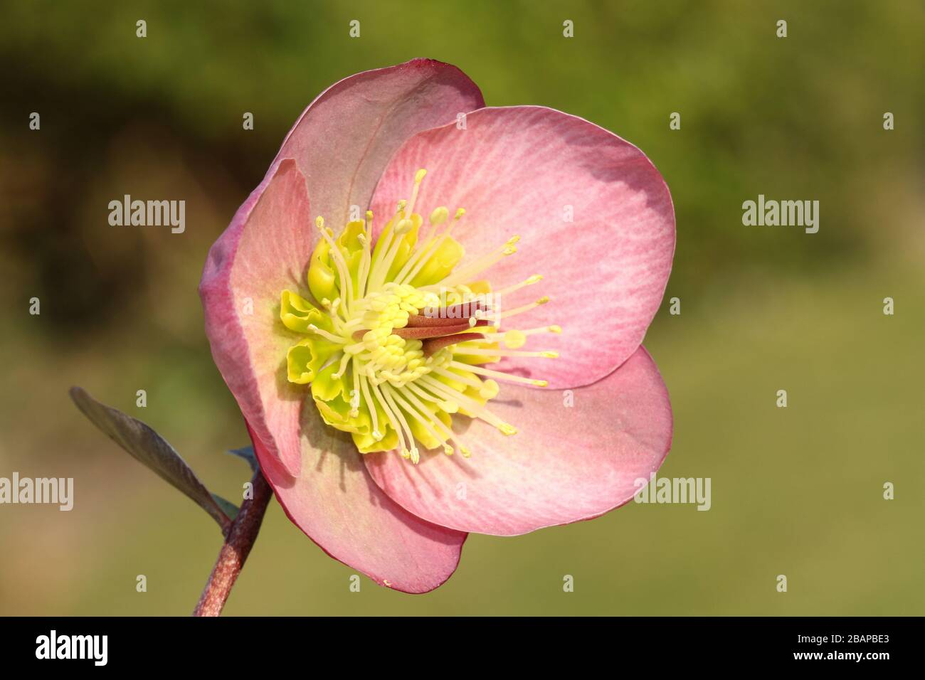 Beautiful pink helleborus christmas hi-res stock photography and images ...