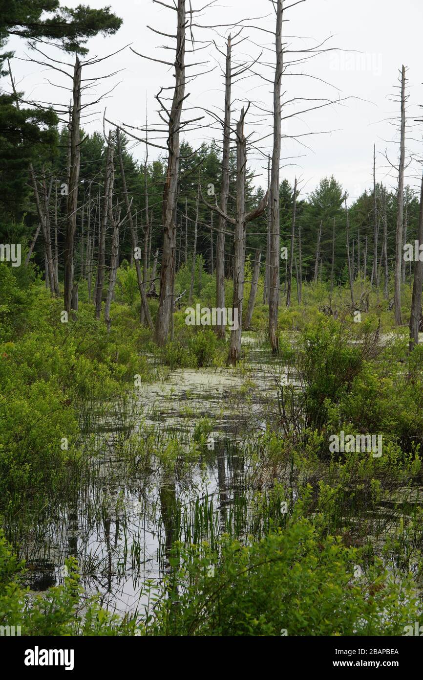 Peat bog new york hi-res stock photography and images - Alamy