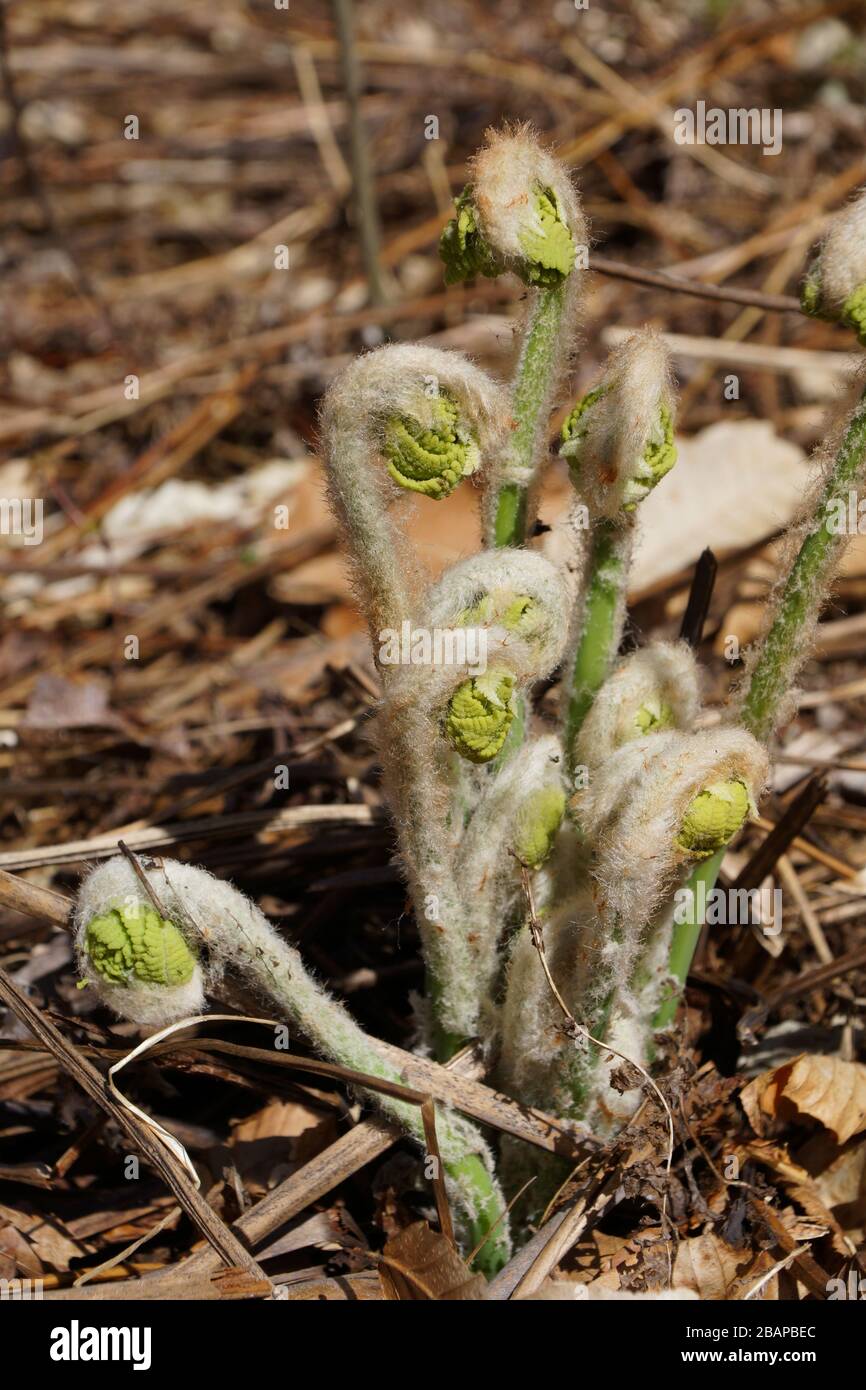 Furled fronds hi-res stock photography and images - Alamy