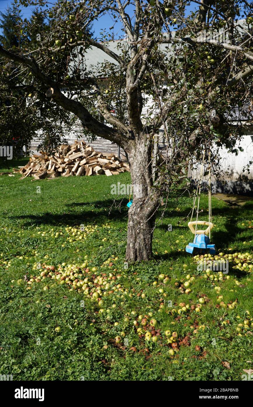 Rotten apple under tree hi-res stock photography and images - Alamy