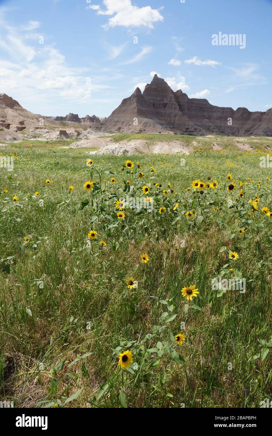 Wild flowers in Badlands National Park in South Dakota Stock Photo - Alamy
